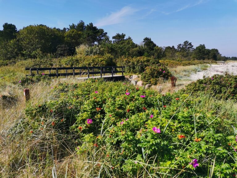 Saksild Strand - Schönster Strand in Ostjütland?